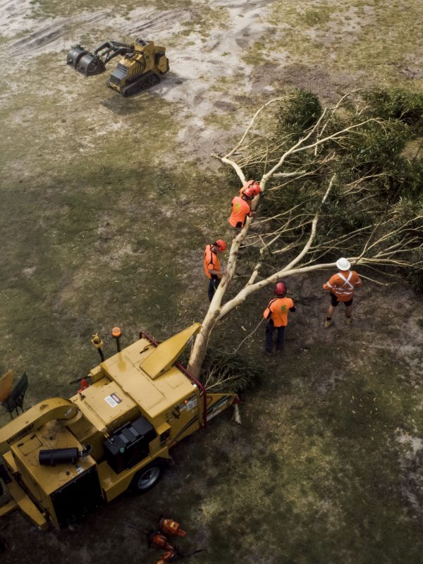 Murphy's Tree & Stump Services | Qualified Arborists & Tree Professionals