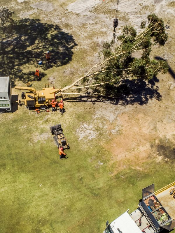 Murphy's Tree & Stump Services | Qualified Arborists & Tree Professionals